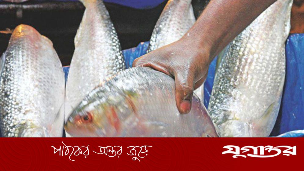 এ বছর ইলিশ যাবে না ভারতে