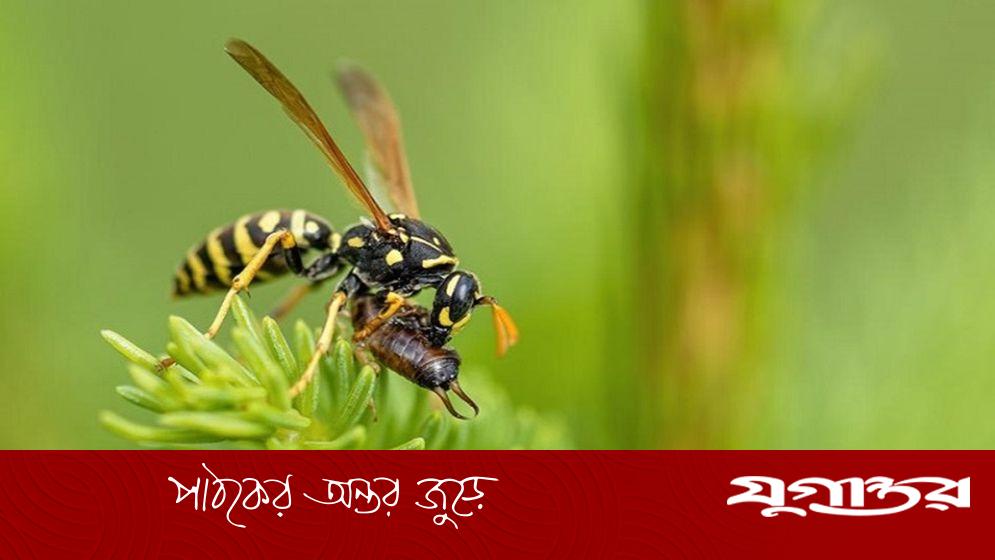 ভিমরুলের কামড়ে প্রাণ গেল ইমামের