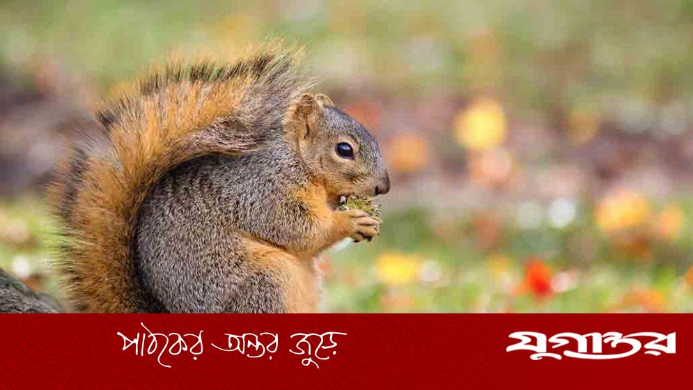 লাল কাঠবিড়ালী রক্ষায় এআই প্রযুক্তির ব্যবহার