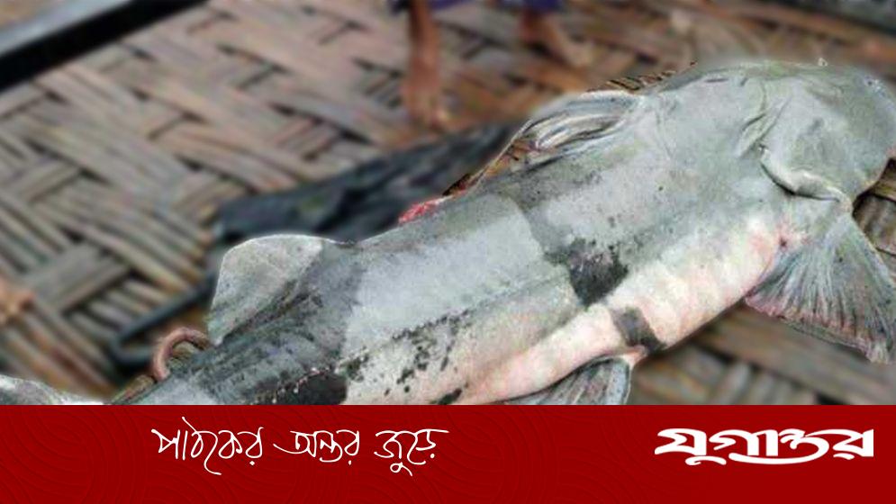 সকালে ৩৩ কেজি, একই জালে সন্ধ্যায় উঠল ১০ কেজির বাঘাইড়