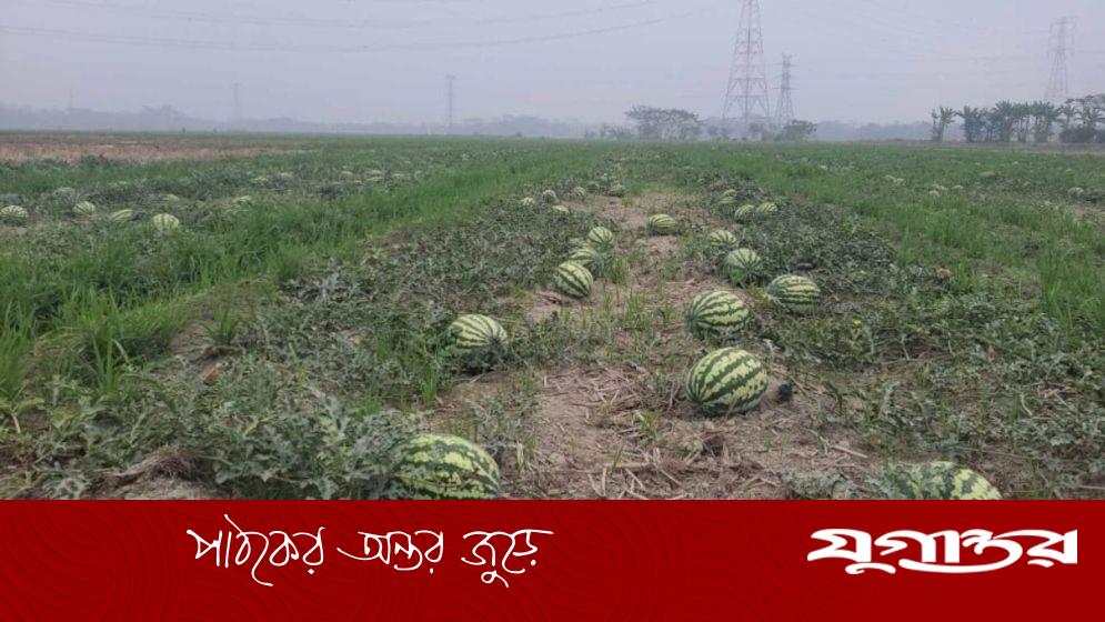 কৃষকের চোখের পানিতে ভিজছে তরমুজখেত